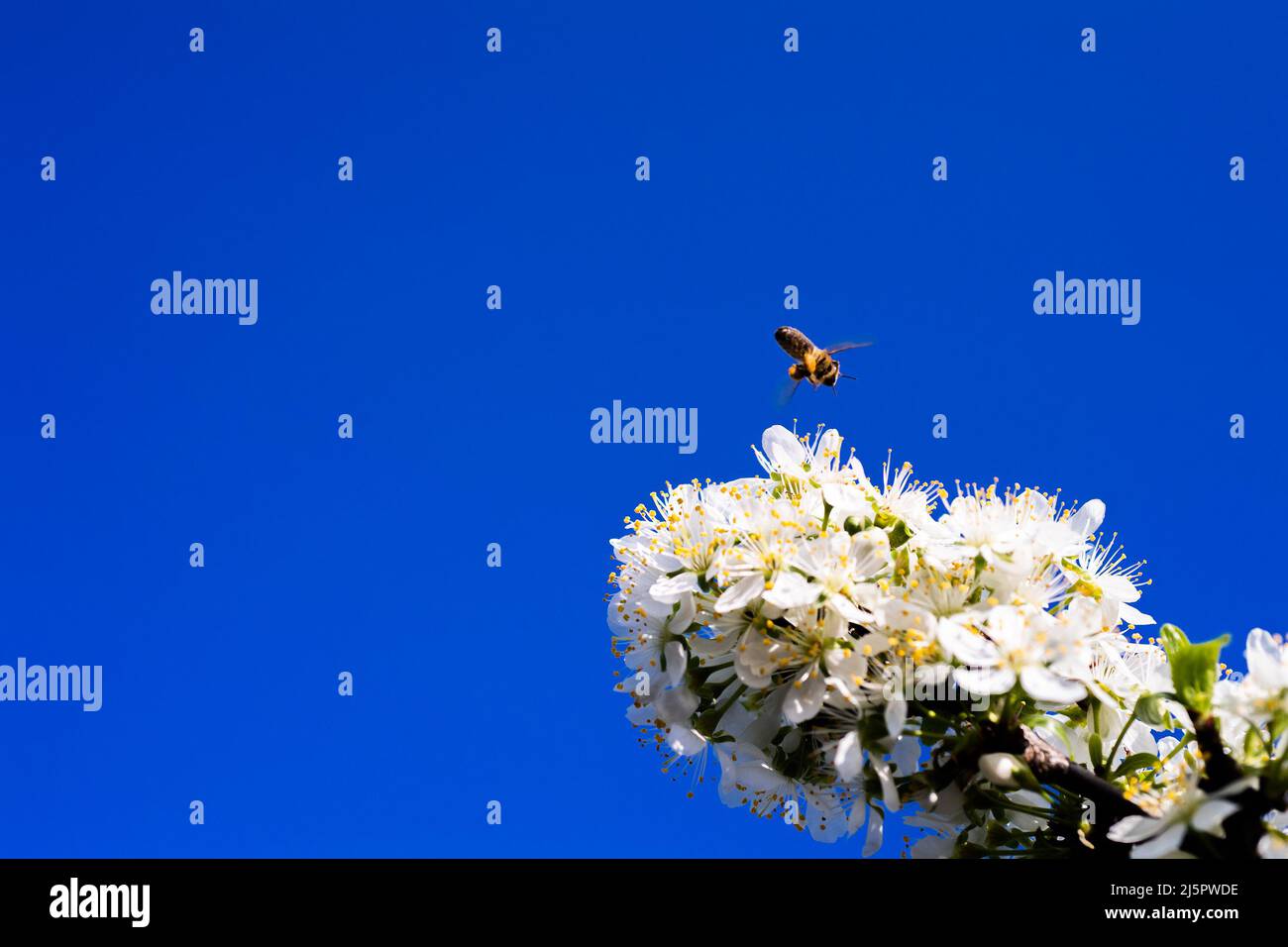 bee hovering over the cherry flower Stock Photo - Alamy