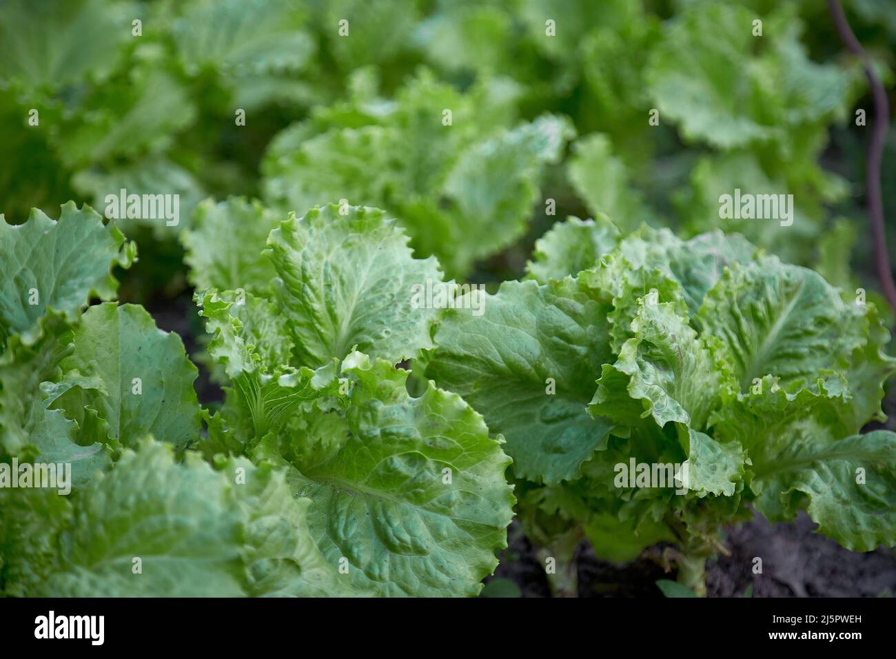Green fresh lettuce background. Spring work. Healthy food concept Stock ...