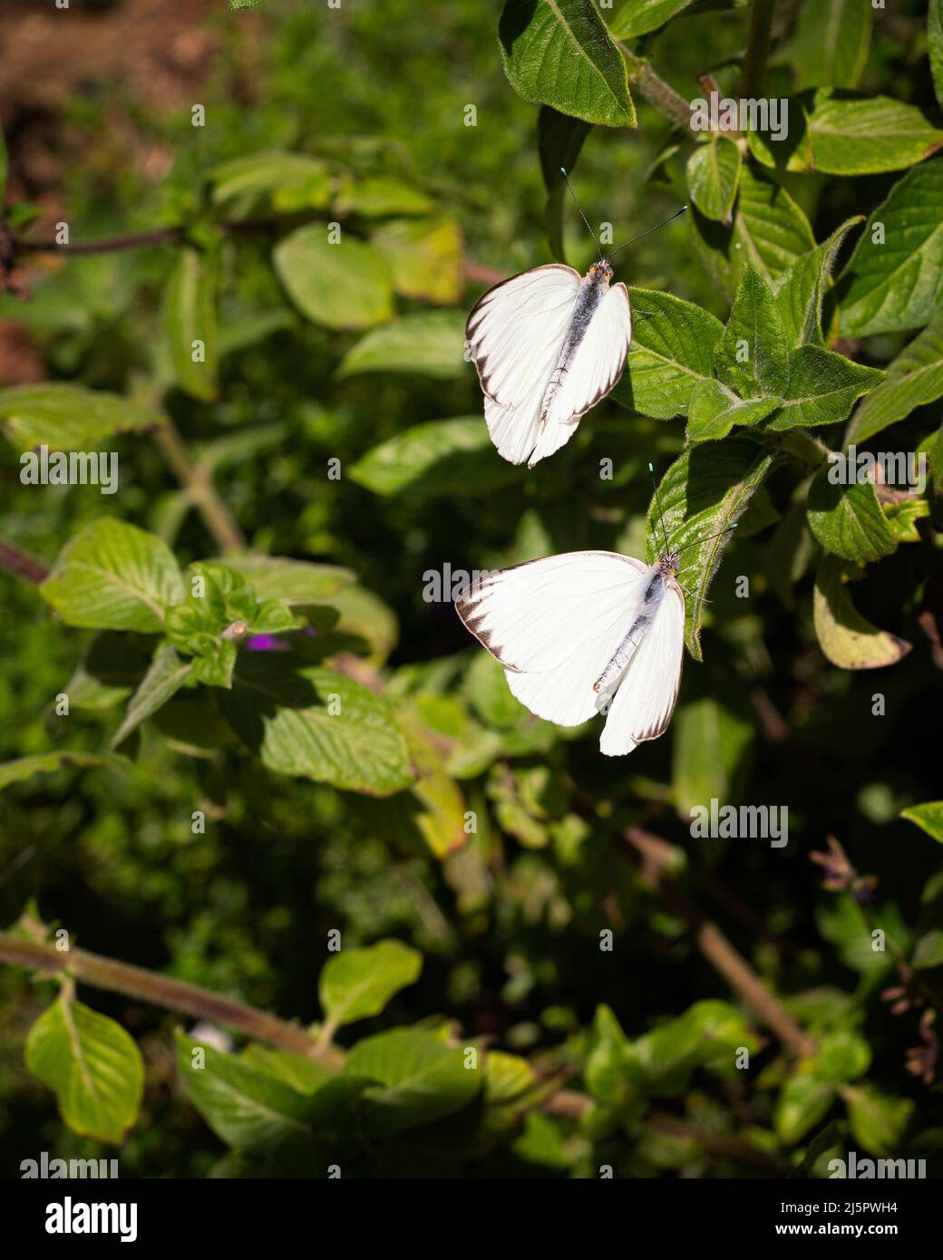 Two small white butterflies hi-res stock photography and images - Alamy