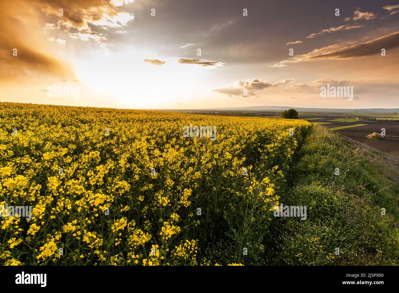 Yellow rapeseed field at the sunset. Sunlight illuminates yellow canola ...