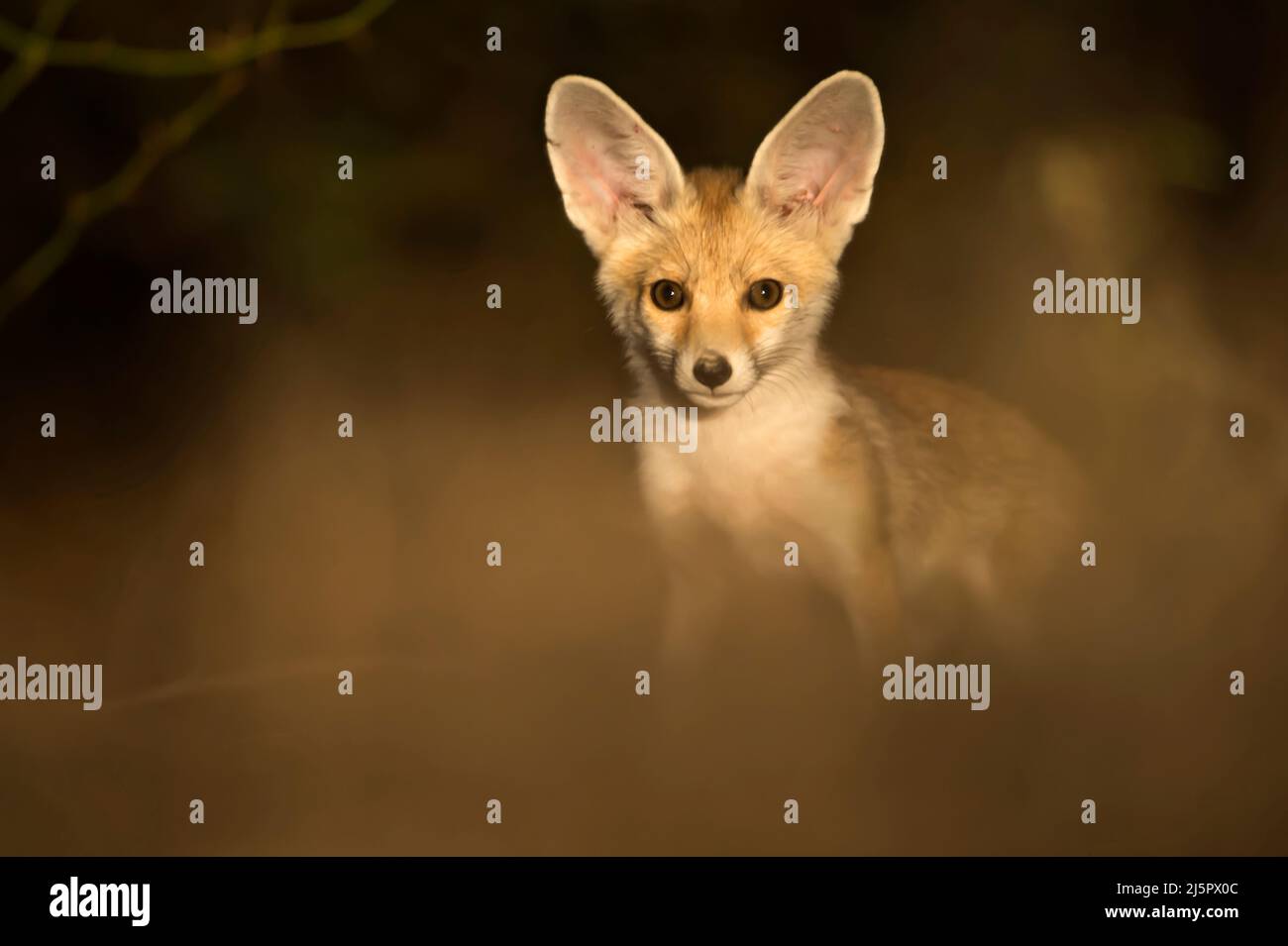 Desert fox pup hi-res stock photography and images - Alamy