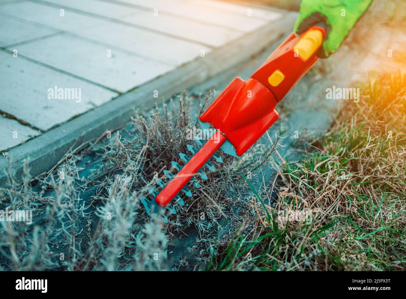 Pruning lavender spring hi-res stock photography and images - Alamy