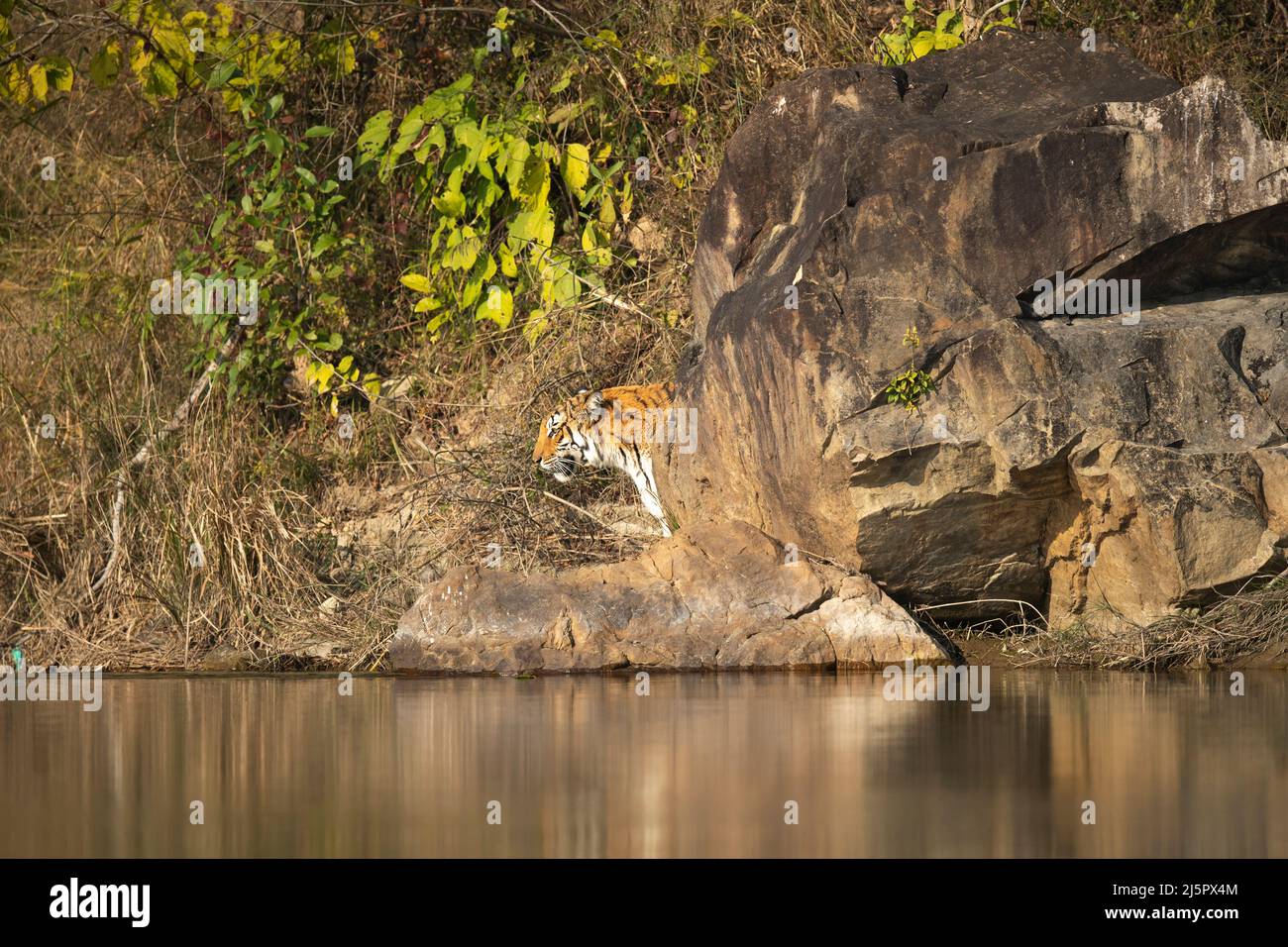 Tiger at Corbett Tiger reserve India Stock Photo - Alamy