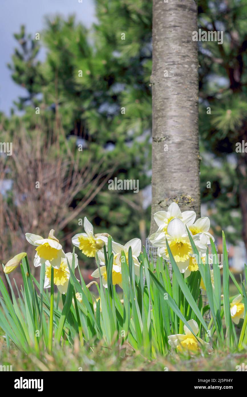 Daffodils growing around a tree in Gdynia, Poland Stock Photo - Alamy