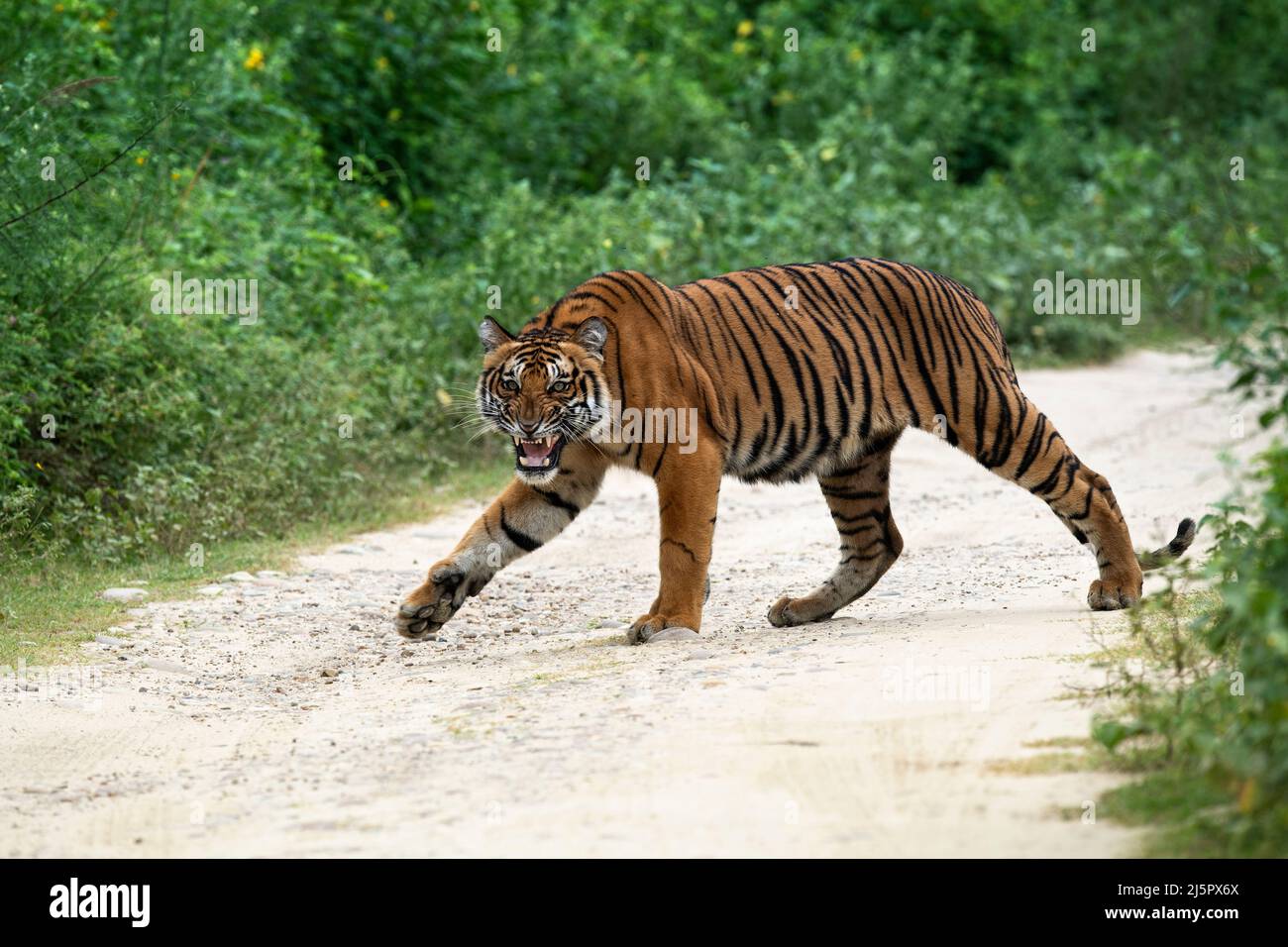 Tiger at Corbett Tiger reserve India Stock Photo - Alamy