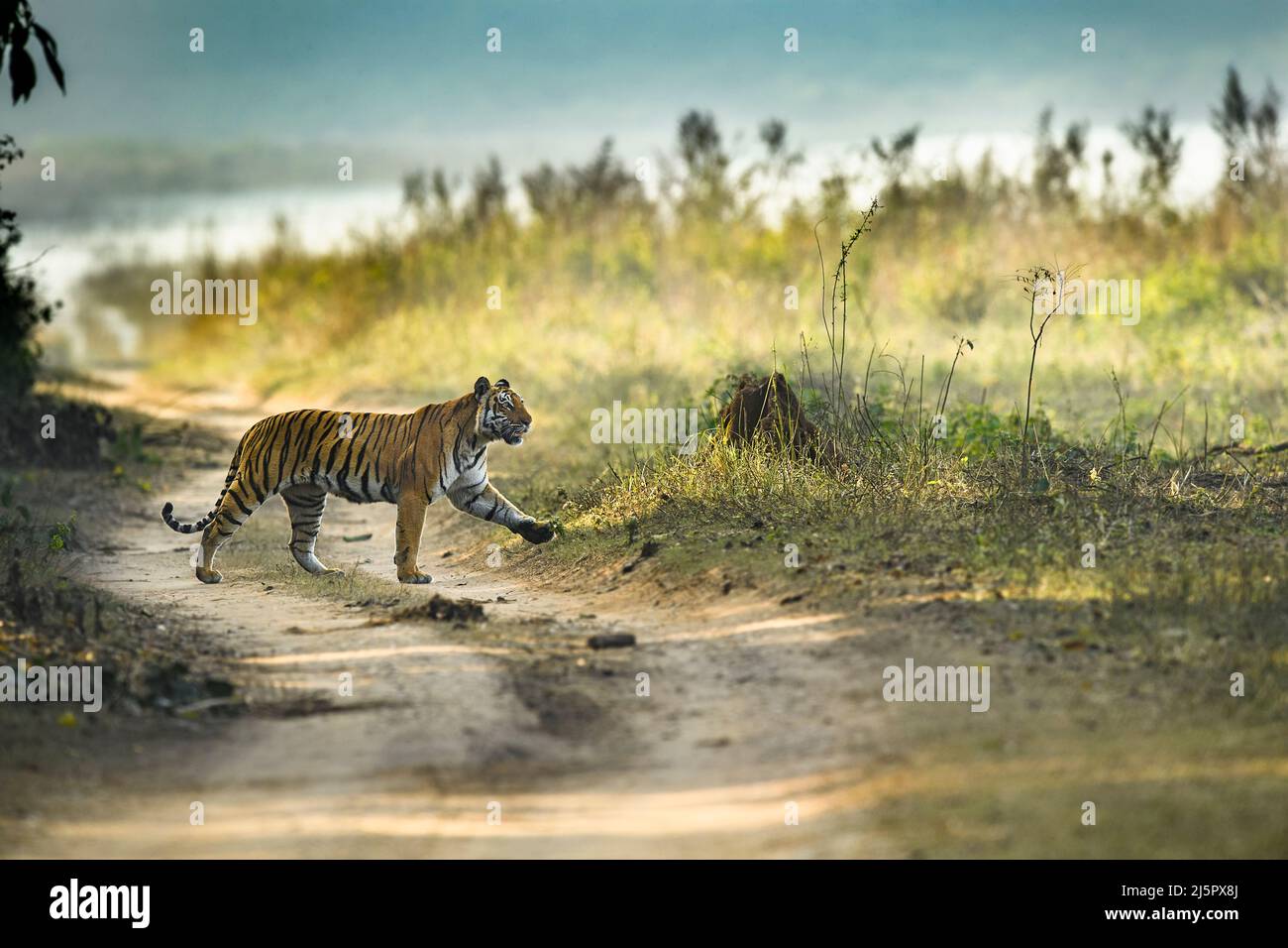 Tiger at Corbett Tiger reserve India Stock Photo - Alamy