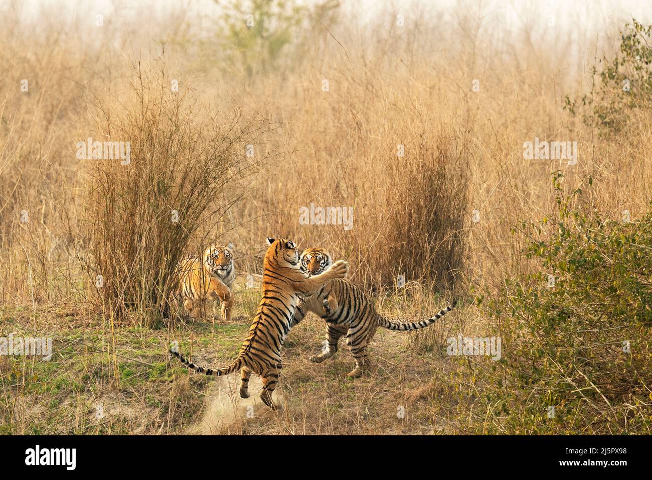 Tiger at Corbett Tiger reserve India Stock Photo - Alamy