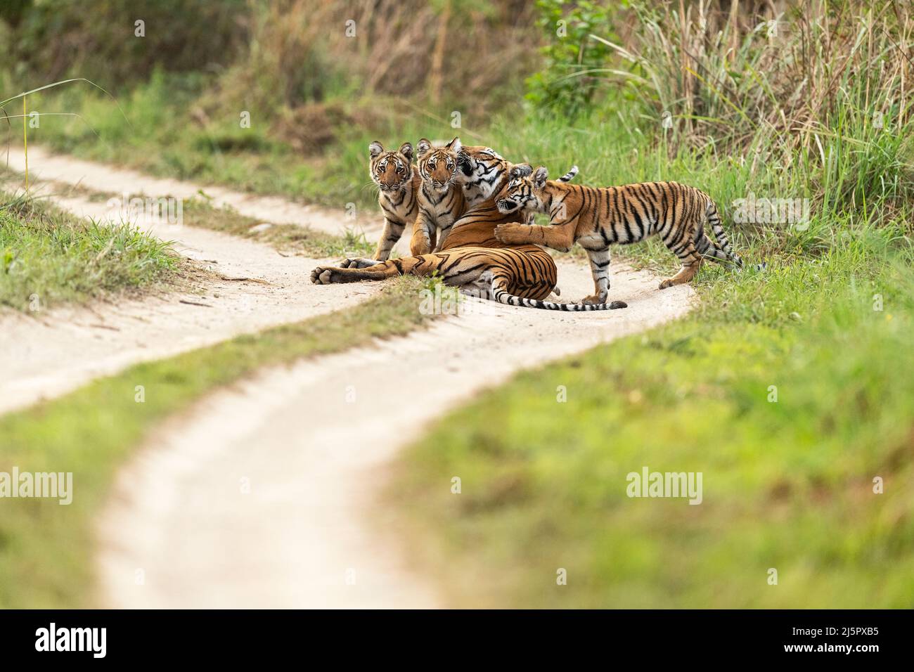 Tiger at Corbett Tiger reserve India Stock Photo - Alamy