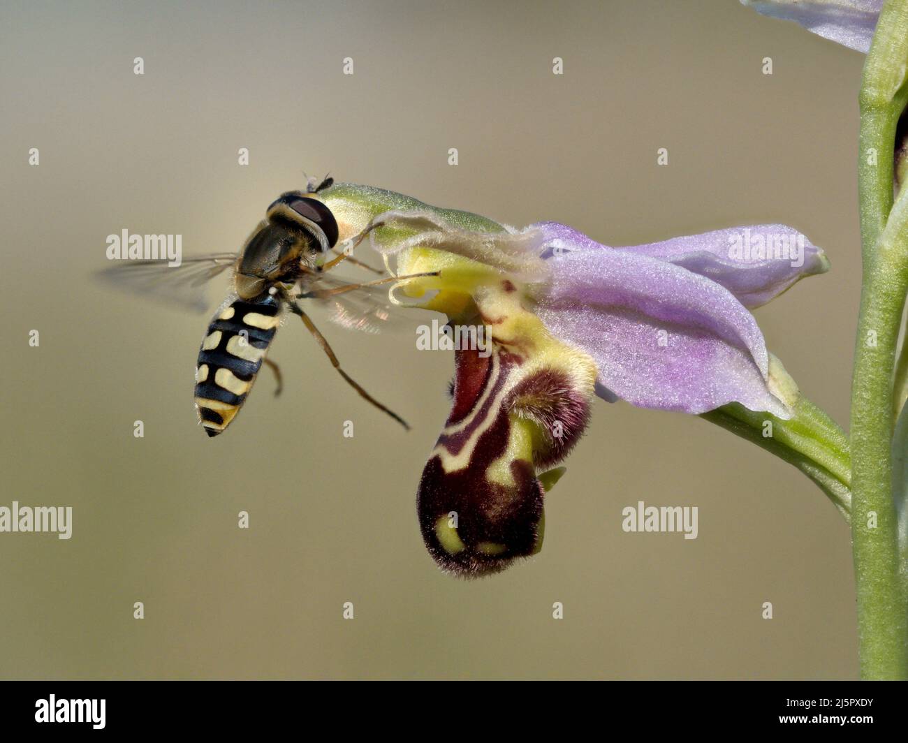 Bee Orchid, Ophrys apifera, flower being visited by a Hoverfly Norfolk ...