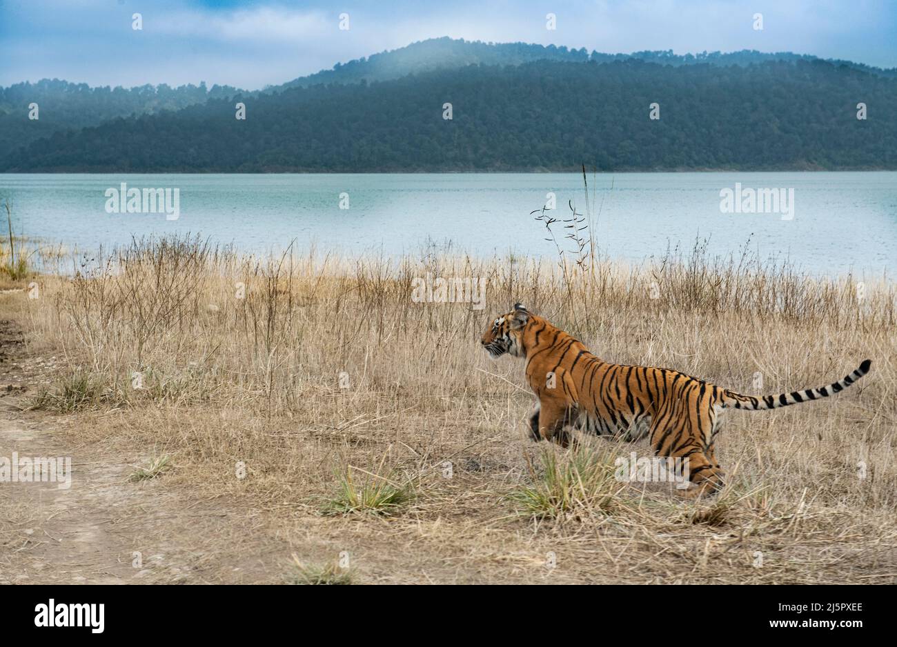 Tiger at Corbett Tiger reserve India Stock Photo - Alamy
