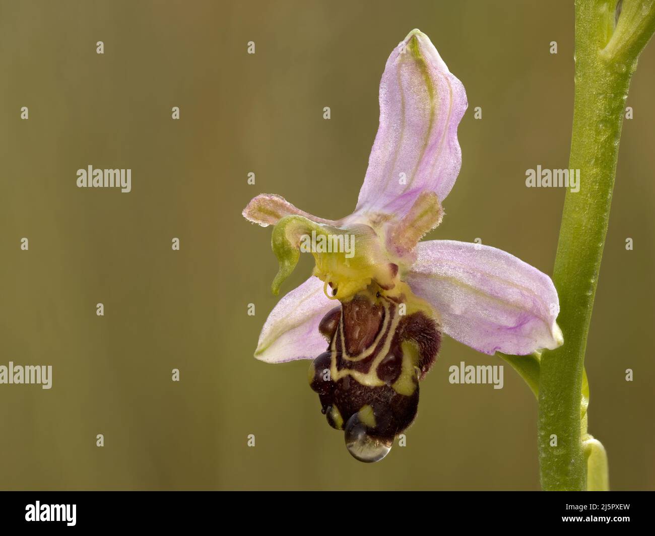 Botany ophrys species hi-res stock photography and images - Alamy