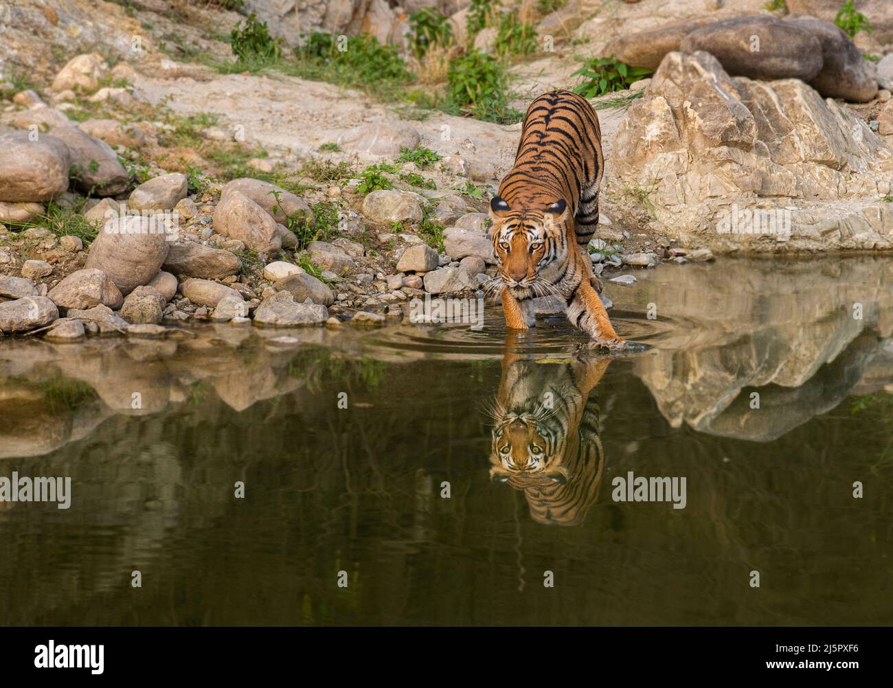 Tiger at Corbett Tiger reserve India Stock Photo - Alamy
