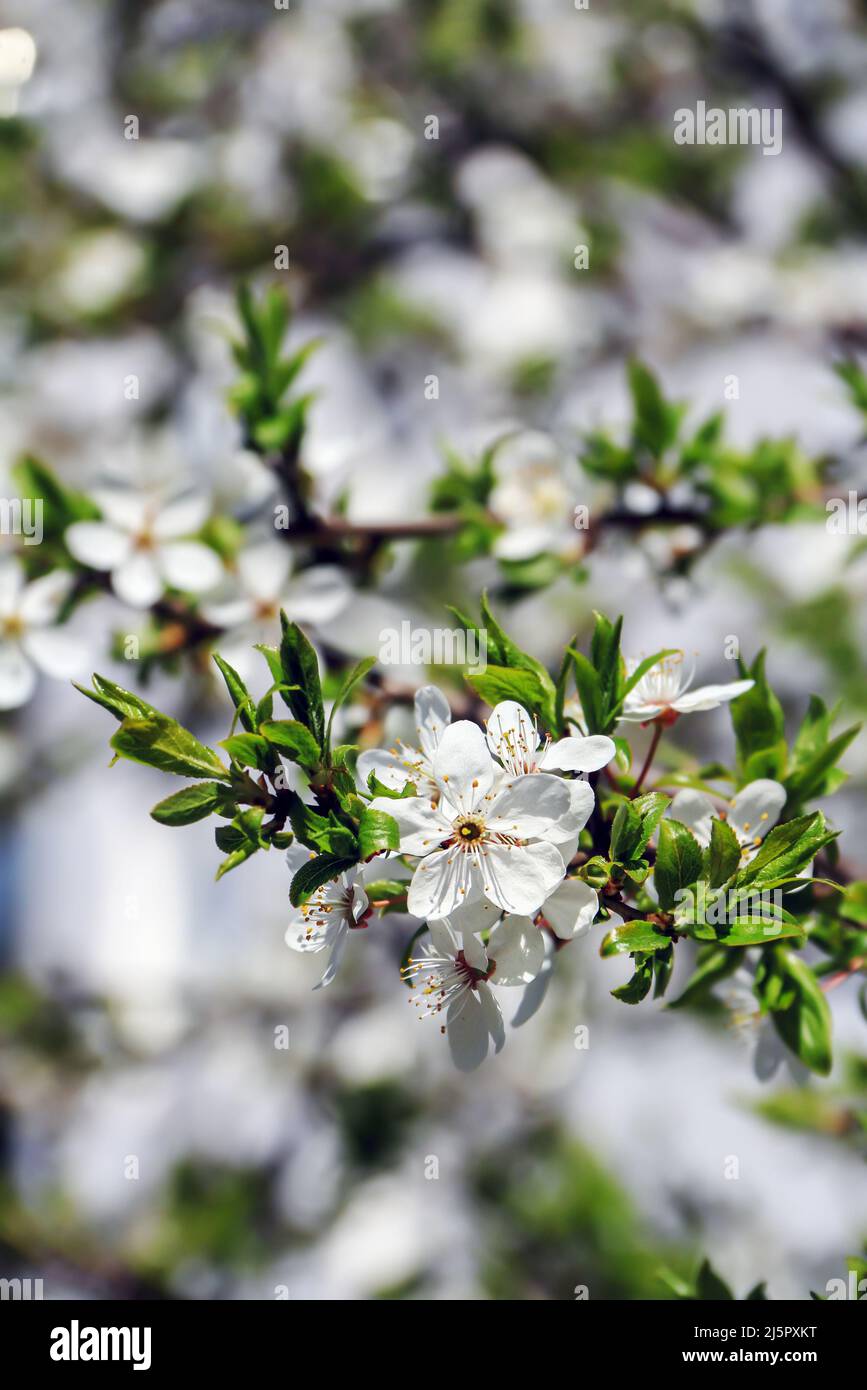 White flowers growing on a cherry tree branch somewhere in Poland Stock ...