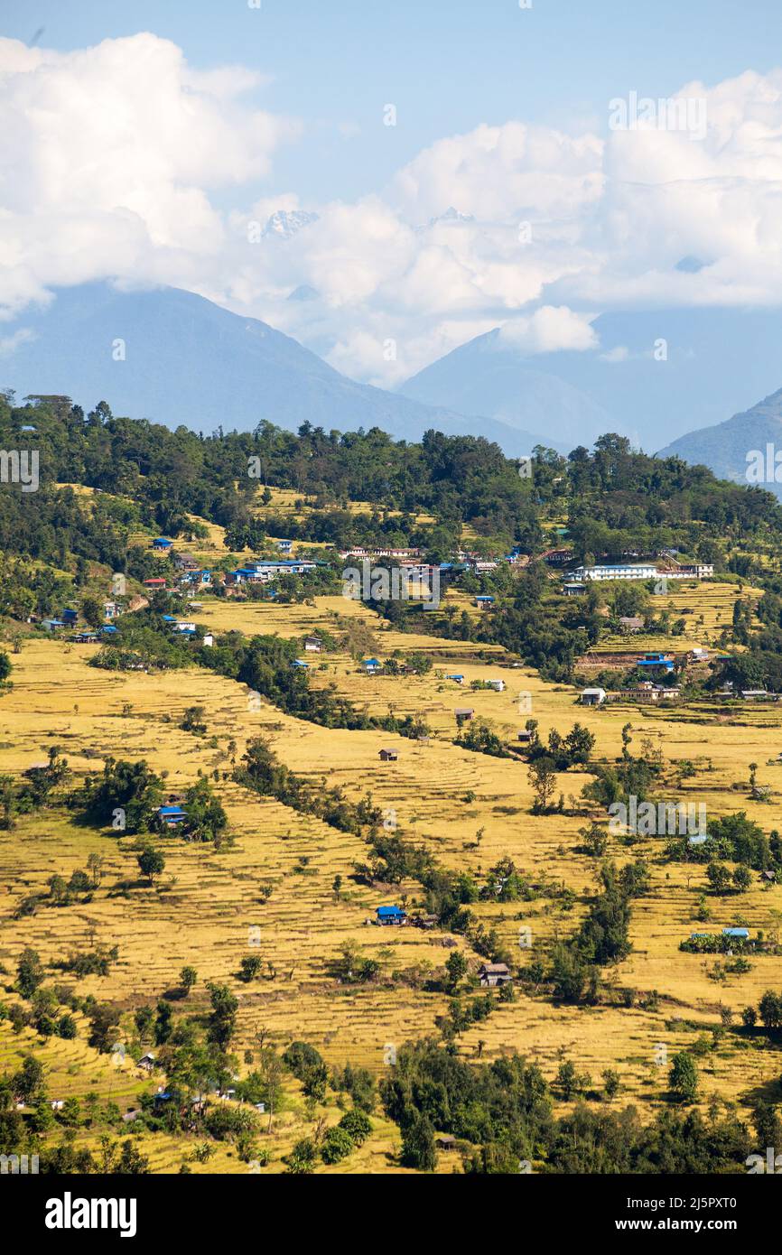golden terraced rice or paddy field in Nepal Himalayas mountains ...
