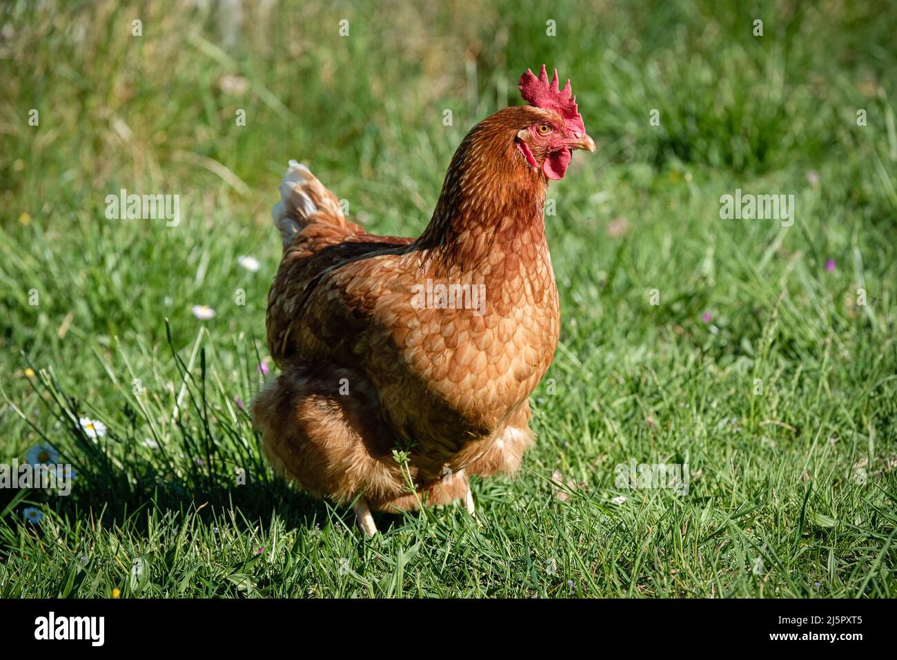 Rive de Gier (France), 17 April 2022. A brown hen in close-up in a ...