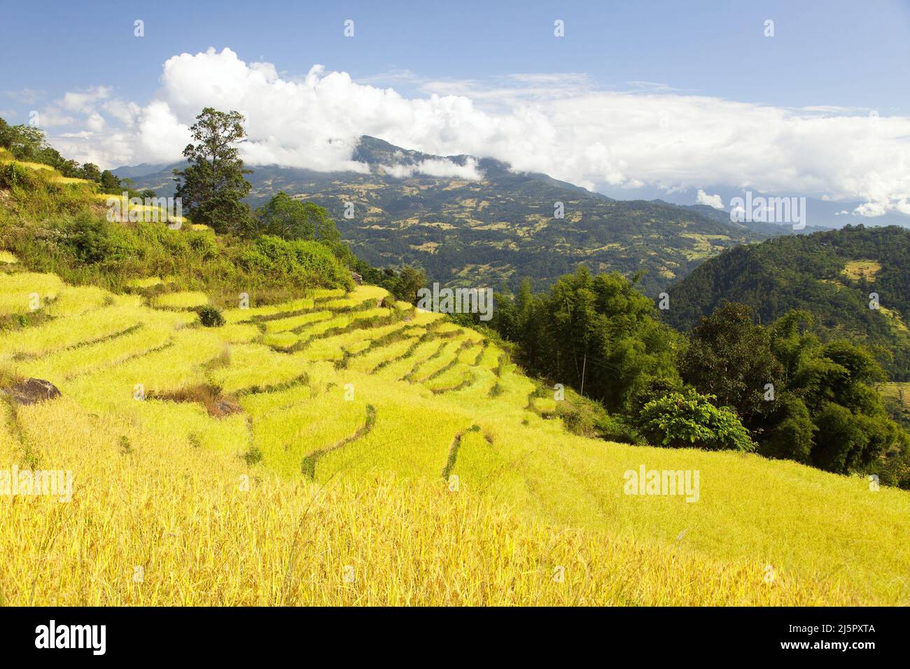 golden terraced rice or paddy field in Nepal Himalayas mountains ...