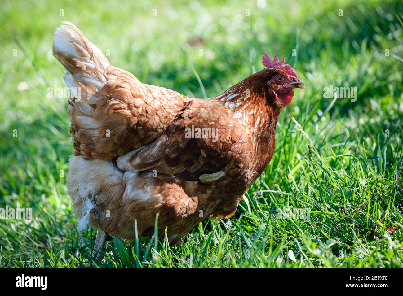 Oiseau de ferme hi-res stock photography and images - Alamy
