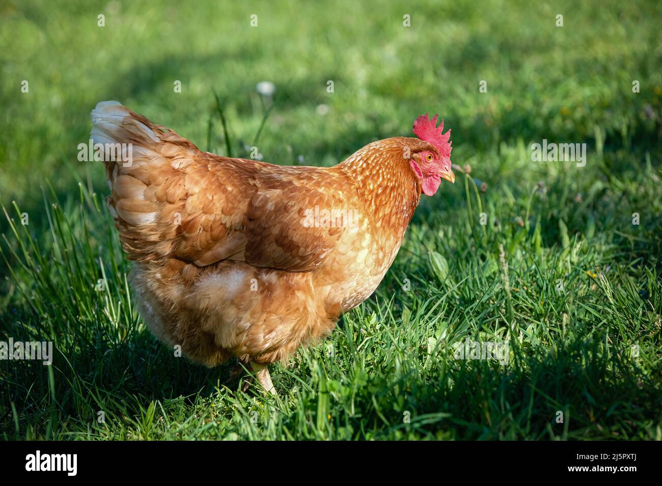 Poule pondeuse élevage bec hi-res stock photography and images - Alamy