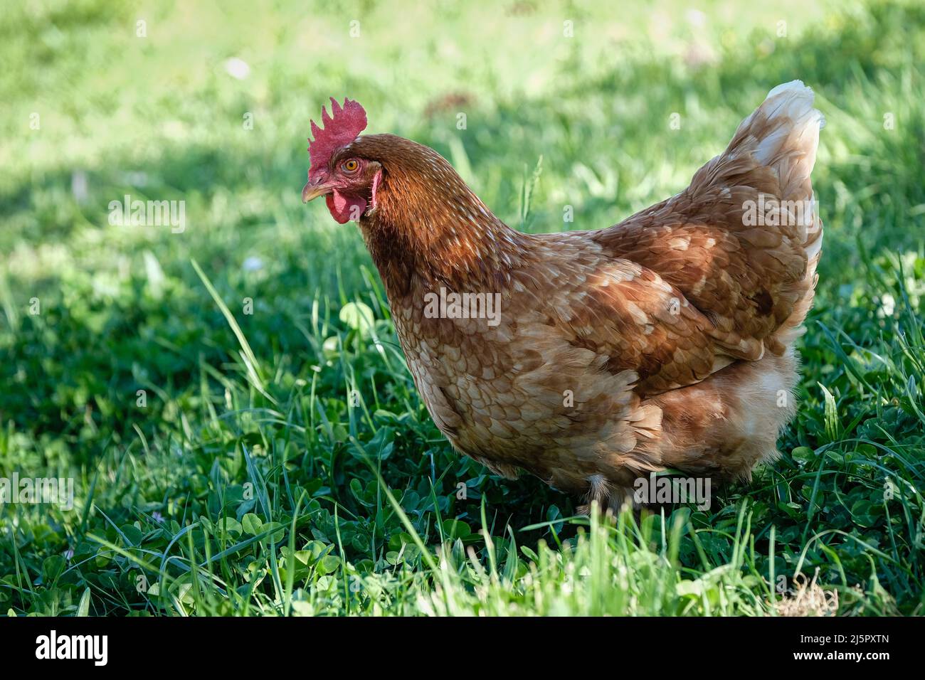 Rive de Gier (France), 17 April 2022. A brown hen in close-up in a ...