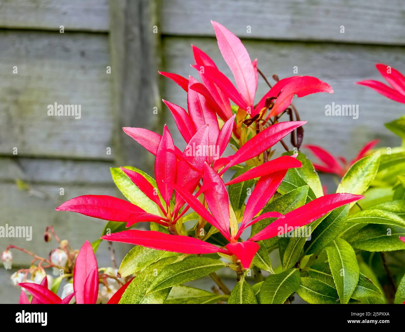 Pieris Japonica 'Forest Flame' an evergreen shrub plant with colourful ...