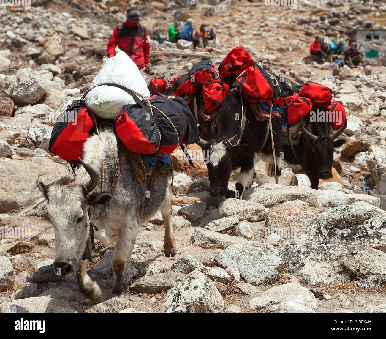 caravan of yaks with bags on the way to mount Everest base camp - nepal himalayas mountains ...
