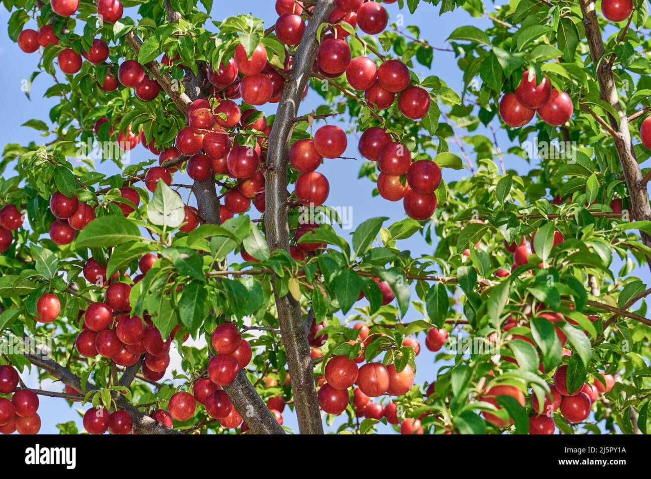 Fresh and organic plum fruits Stock Photo - Alamy