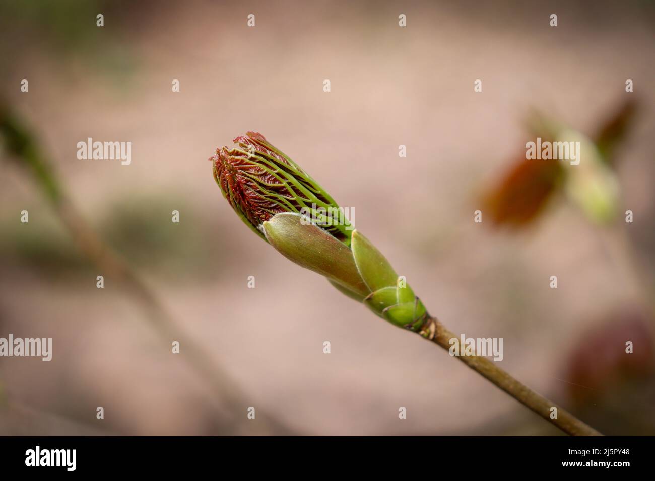 Bud break hi-res stock photography and images - Alamy