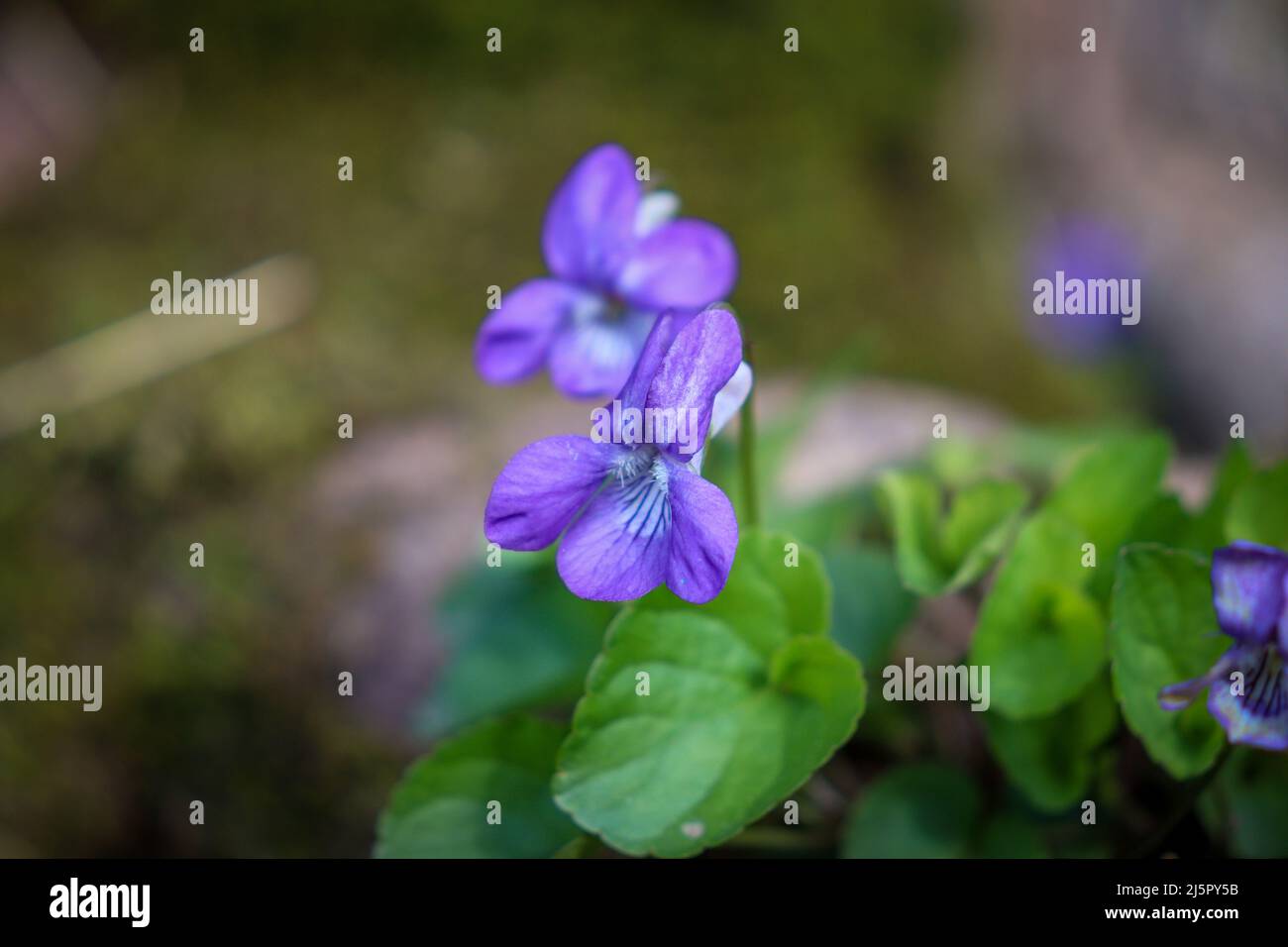 Unknown mother hi-res stock photography and images - Alamy