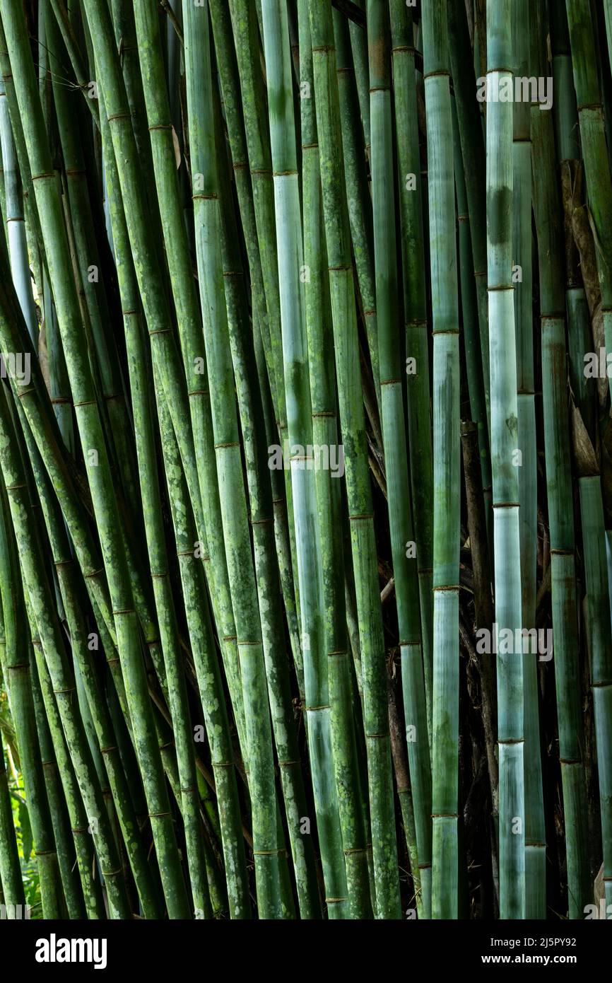 Tropical Blue Bamboo tree stalks (Bambusa chungii) - stock photo Stock ...