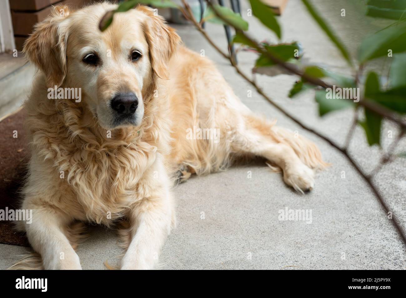 Are Golden Retrievers Good Outside Dogs