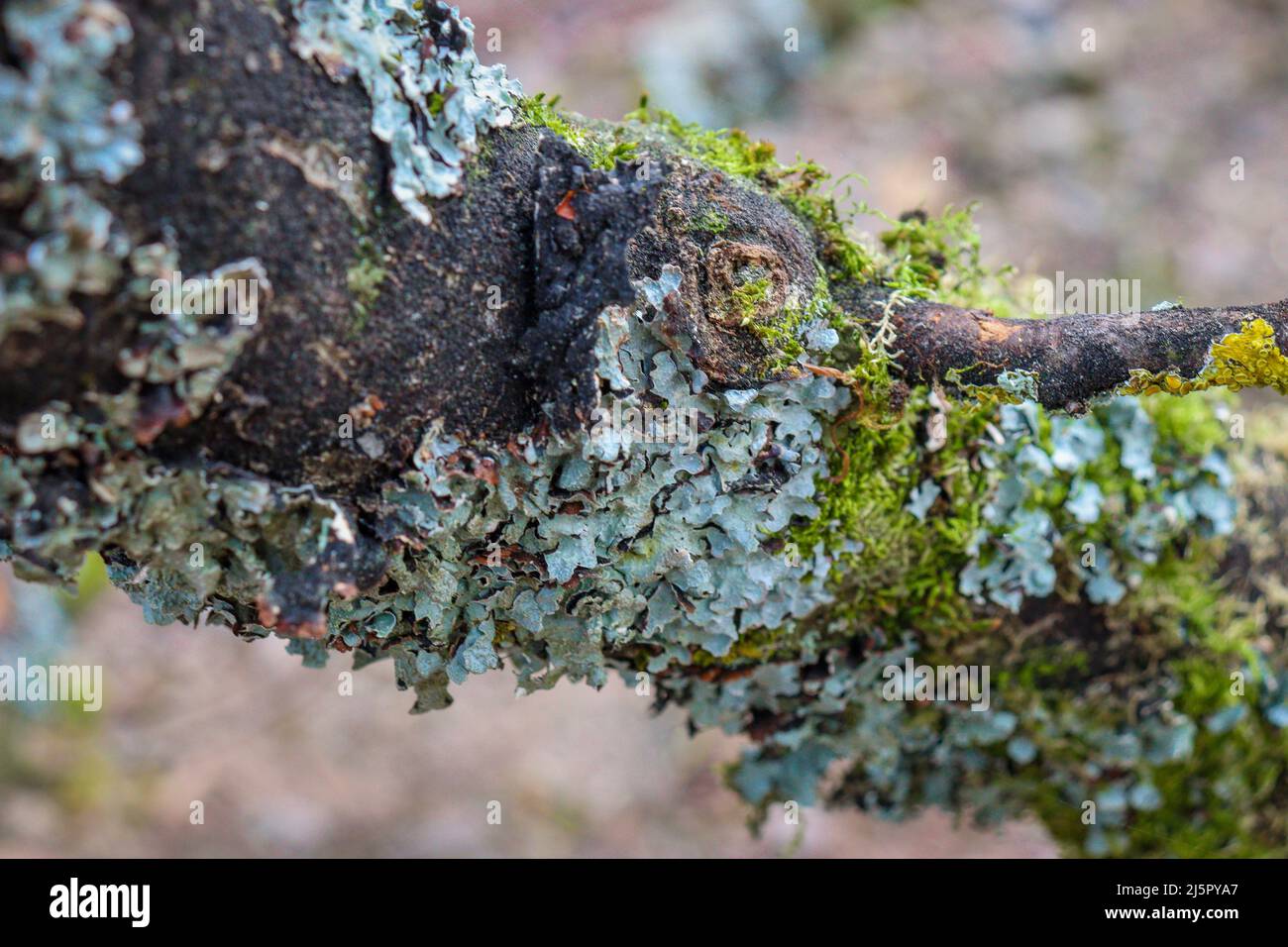 Lichen growing on a tree branch Stock Photo - Alamy