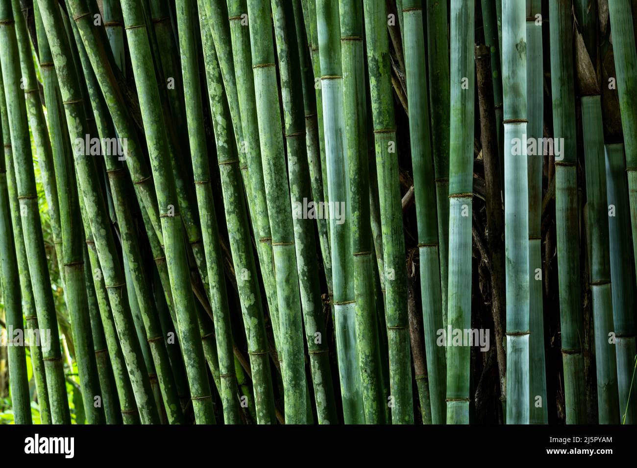 Tropical Blue Bamboo tree stalks (Bambusa chungii) - stock photo Stock ...