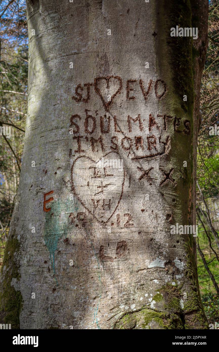 Tree trunk with love declaration carved within it Stock Photo - Alamy