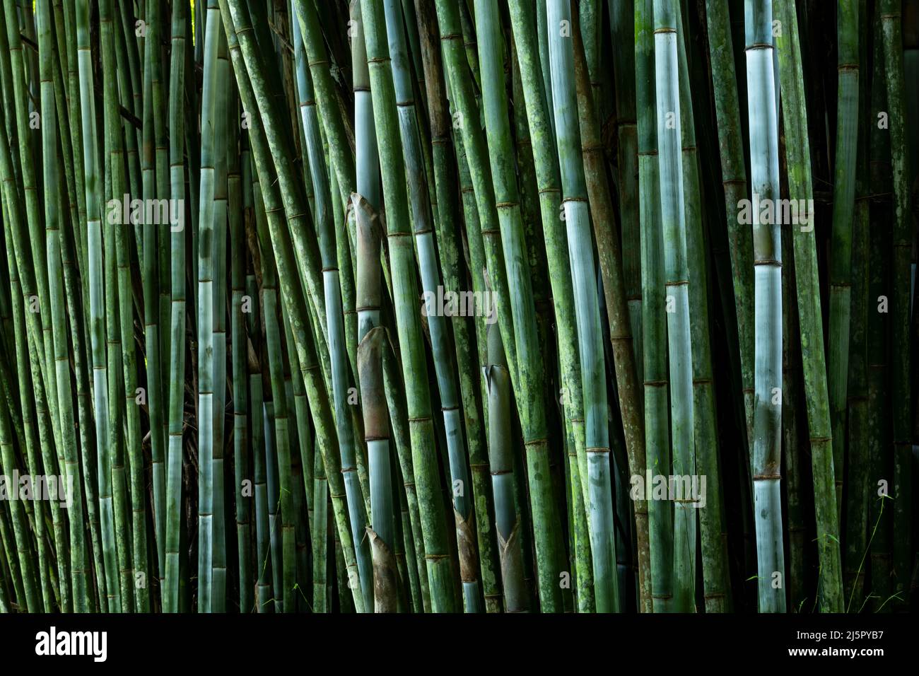 Tropical Blue Bamboo tree stalks (Bambusa chungii) - stock photo Stock ...