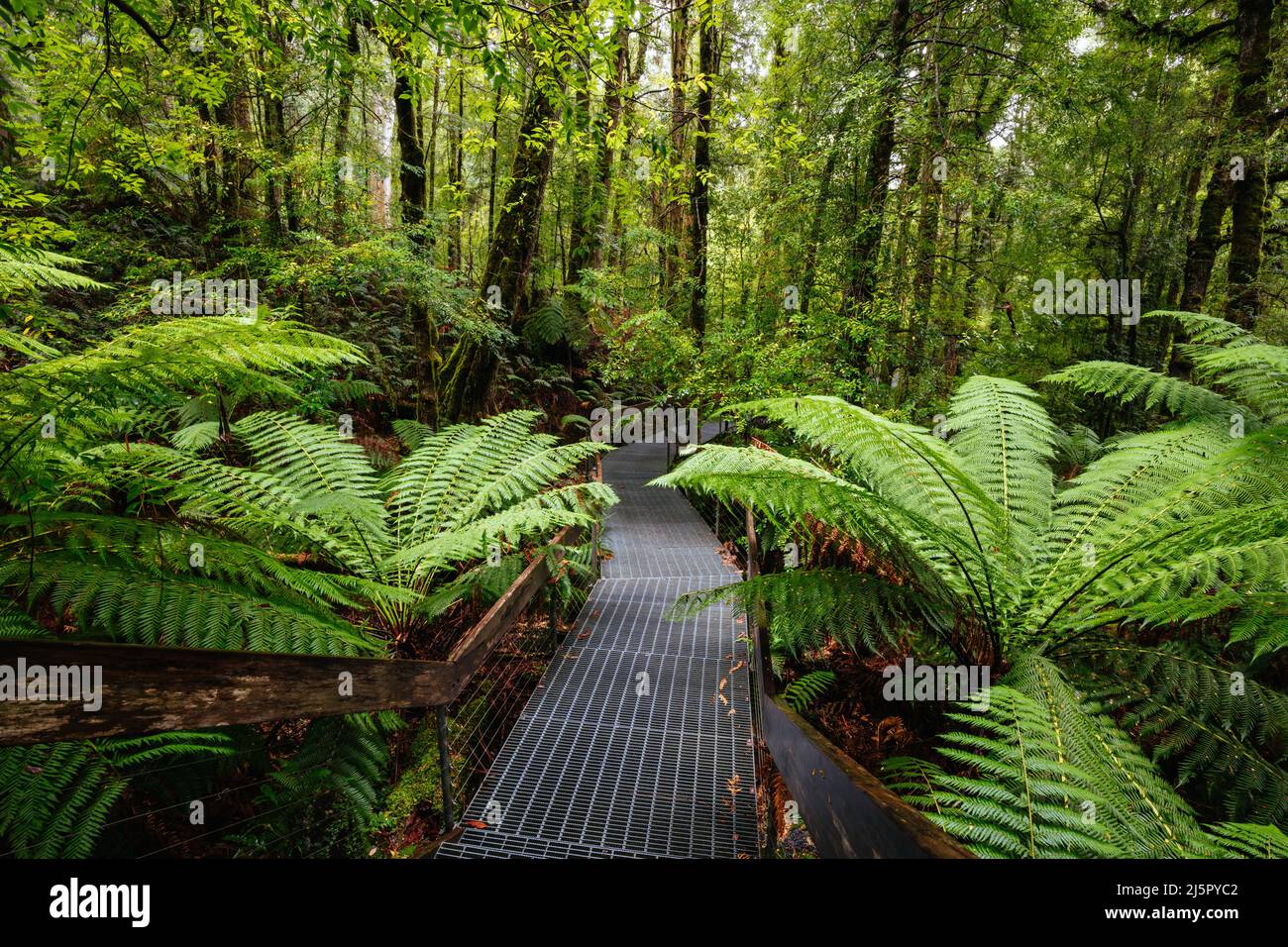 Rainforest Gallery Warburton in Victoria Australia Stock Photo - Alamy