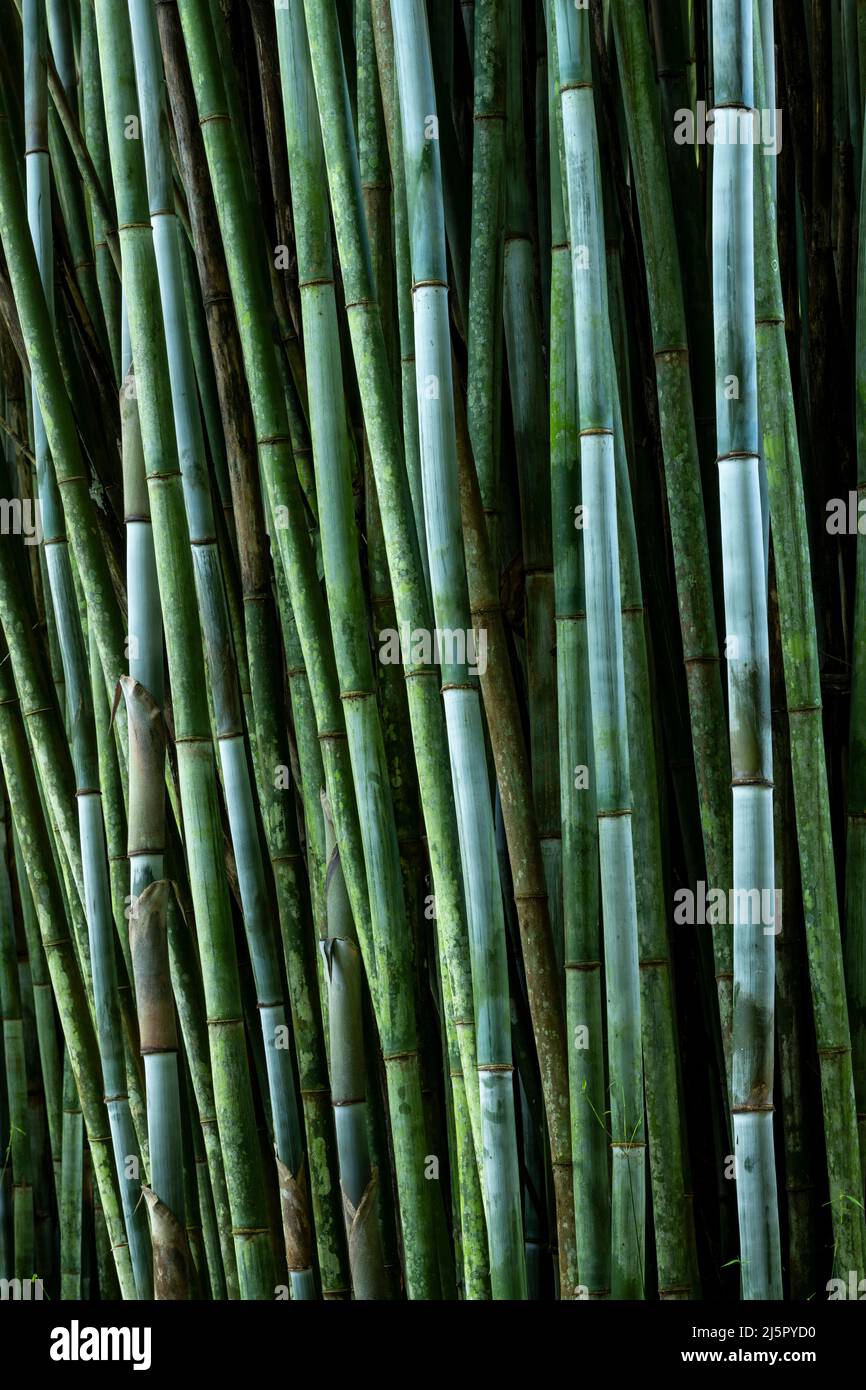 Tropical Blue Bamboo tree stalks (Bambusa chungii) - stock photo Stock ...