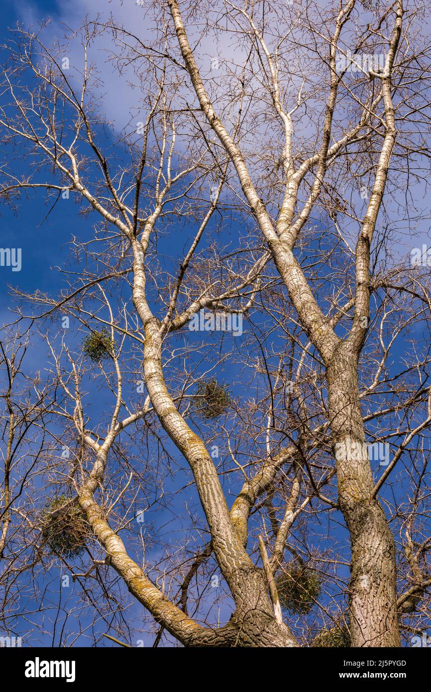 Poplar trees germany hi-res stock photography and images - Alamy