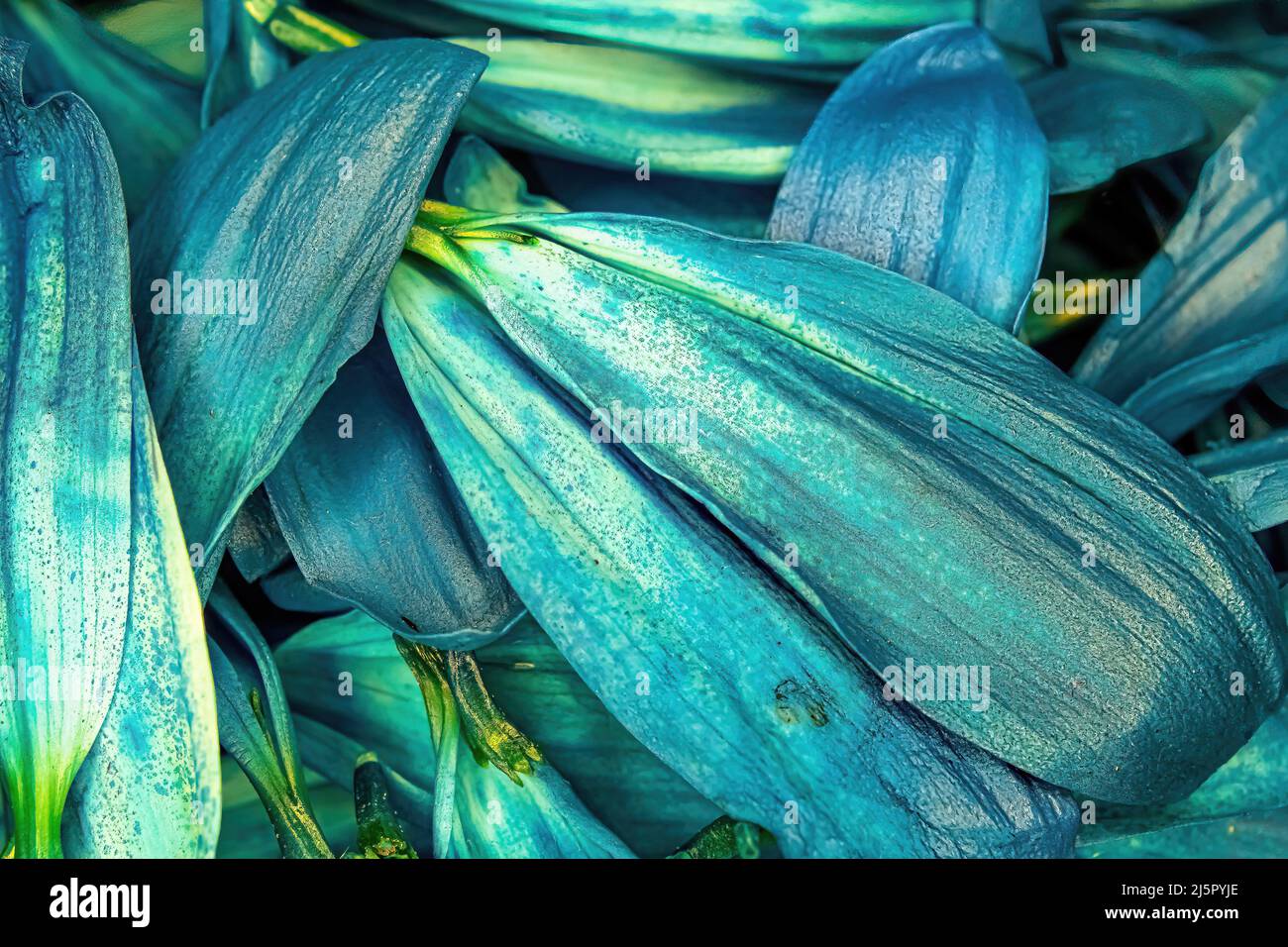 Brightly colored flower daisy pedals piled together Stock Photo - Alamy