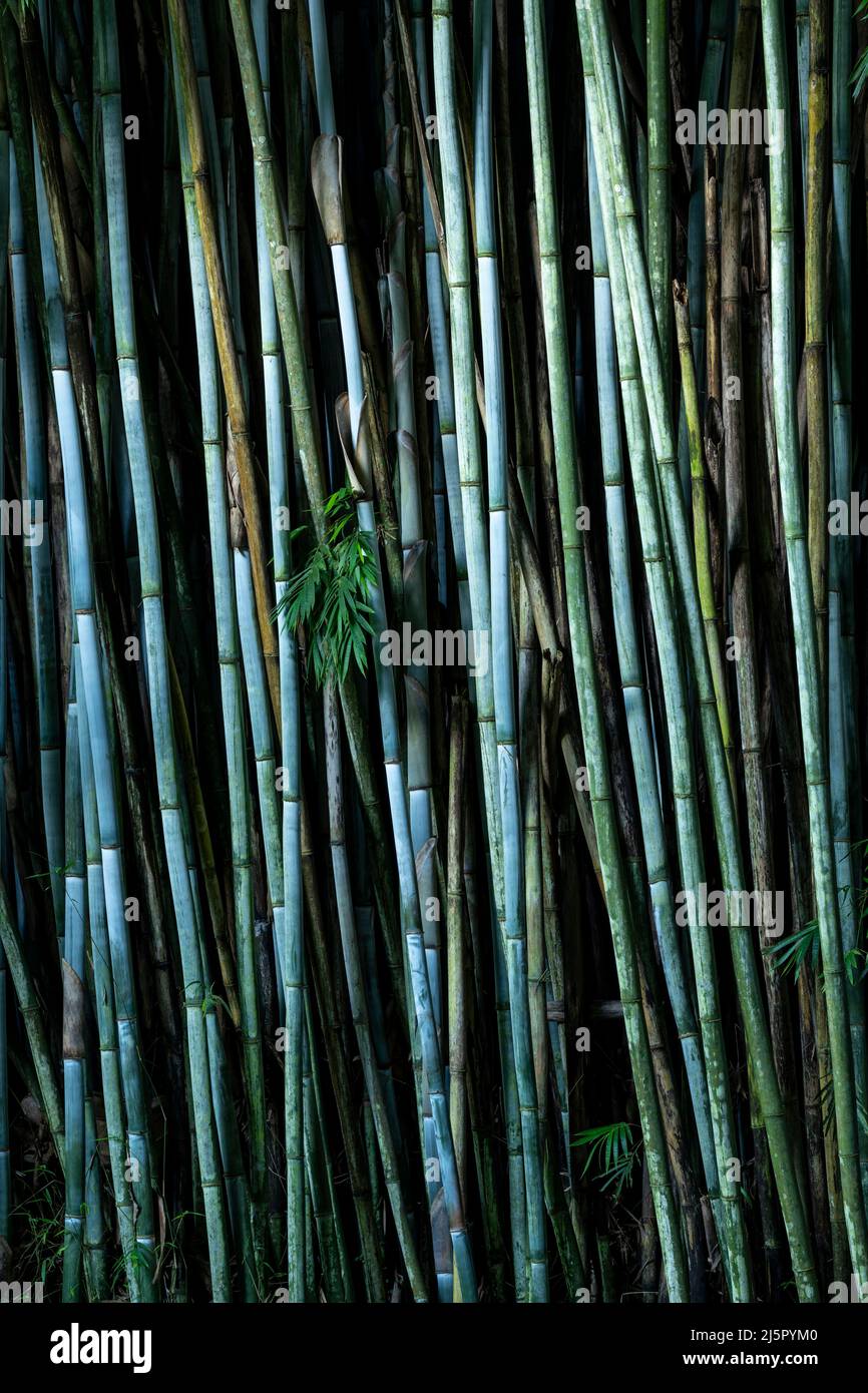 Tropical Blue Bamboo tree stalks (Bambusa chungii) - stock photo Stock ...