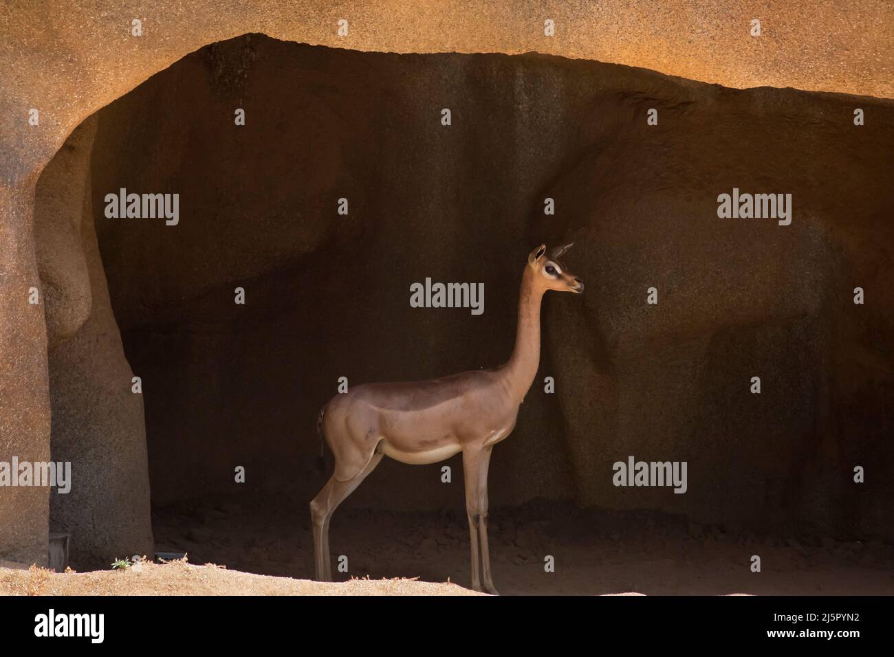 Giraffe antelope hi-res stock photography and images - Alamy