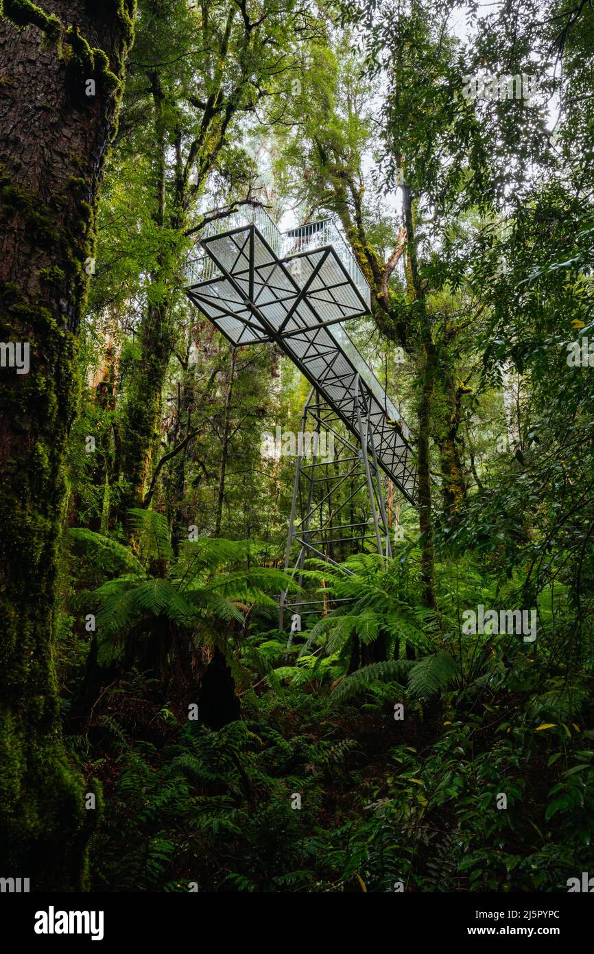 Rainforest Gallery Warburton in Victoria Australia Stock Photo - Alamy