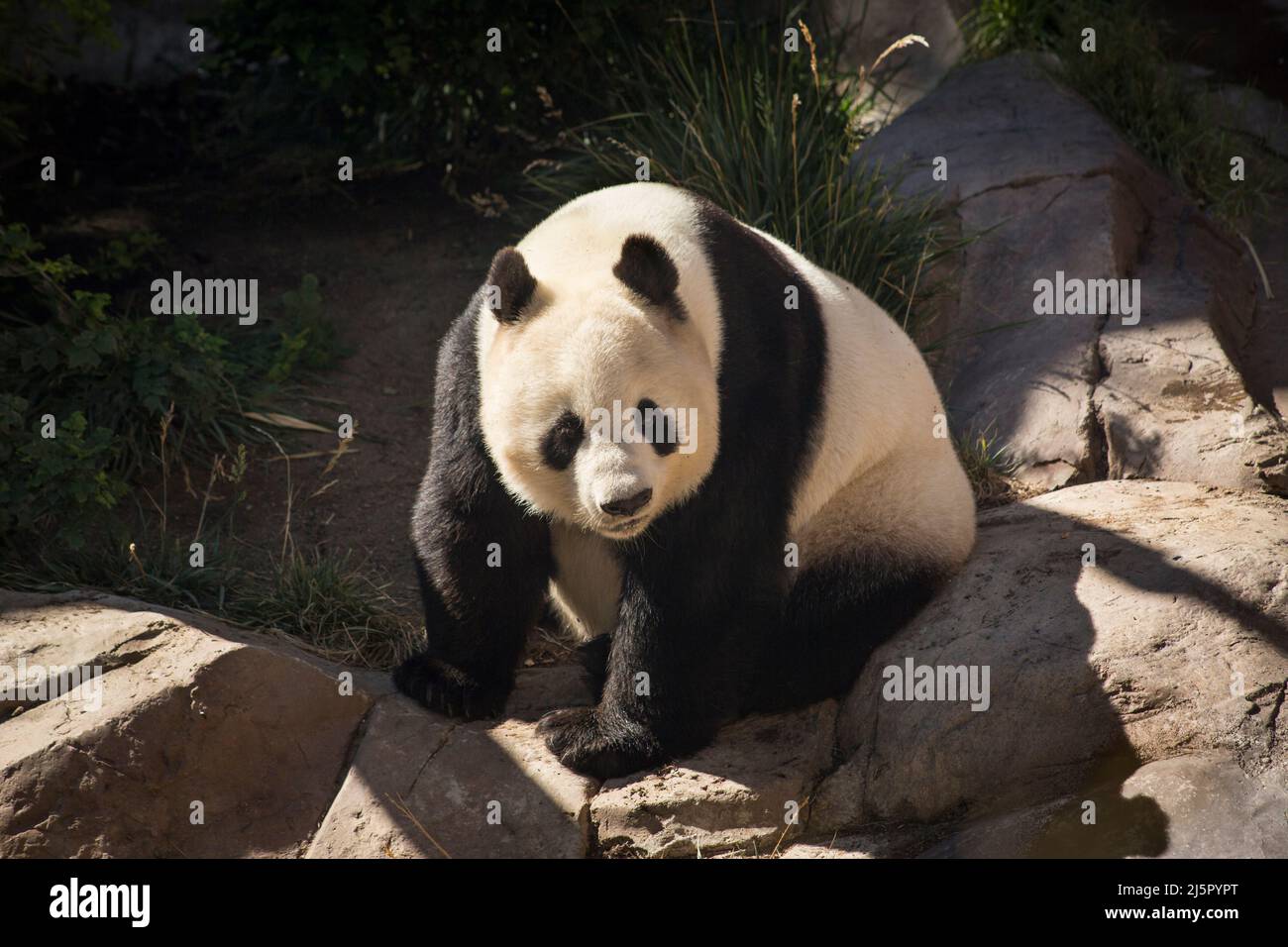 Sitting giant panda Stock Photo - Alamy