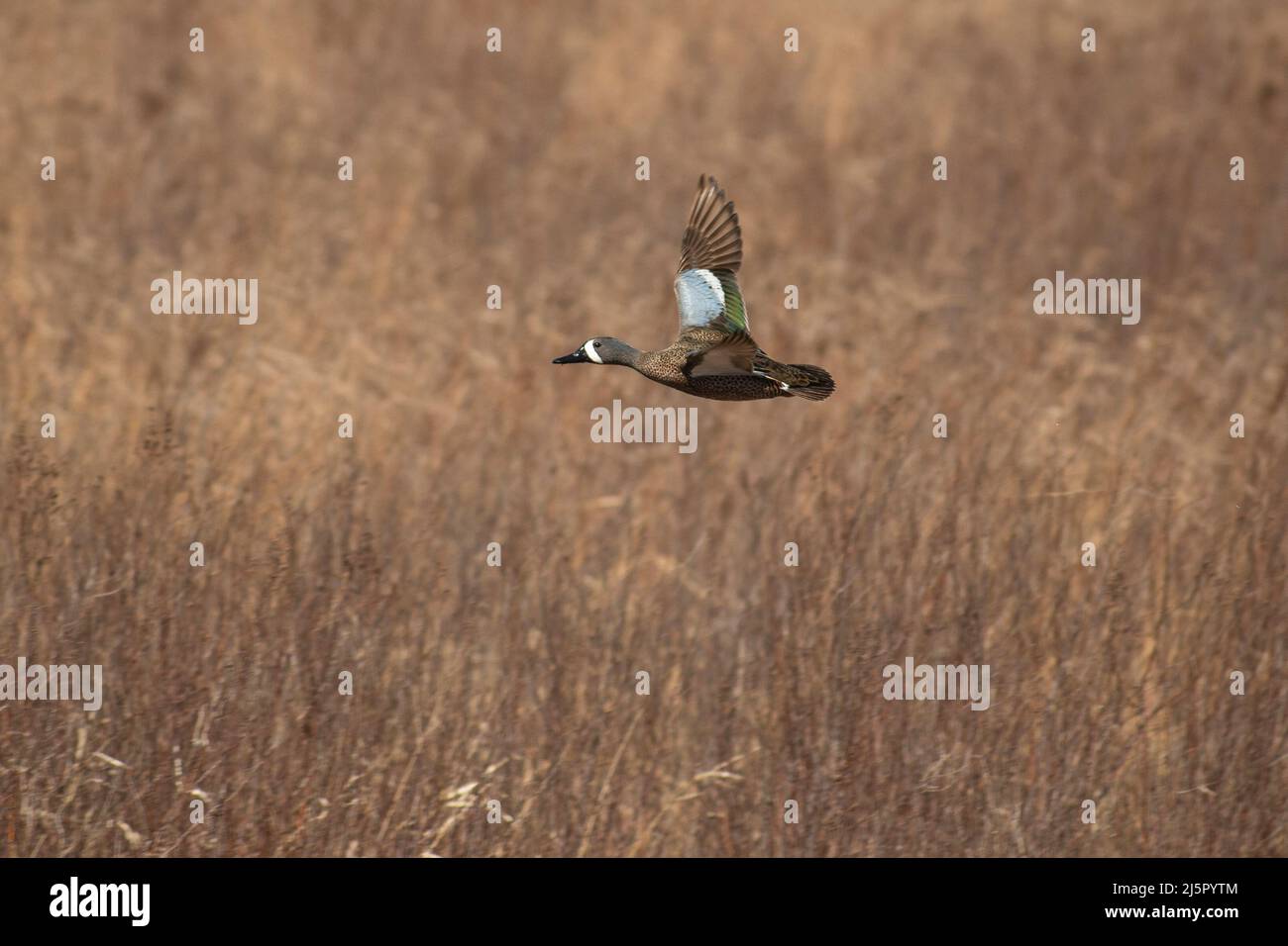 blue winged teal flying over marsh Stock Photo - Alamy