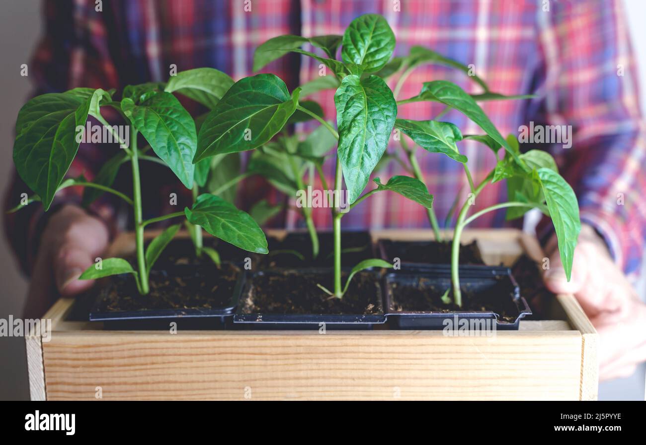Farmer with seedling sprout plant before planting. Agriculture ...