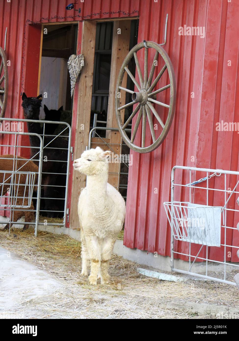Cute and curious alpaca animals in the farm Stock Photo - Alamy