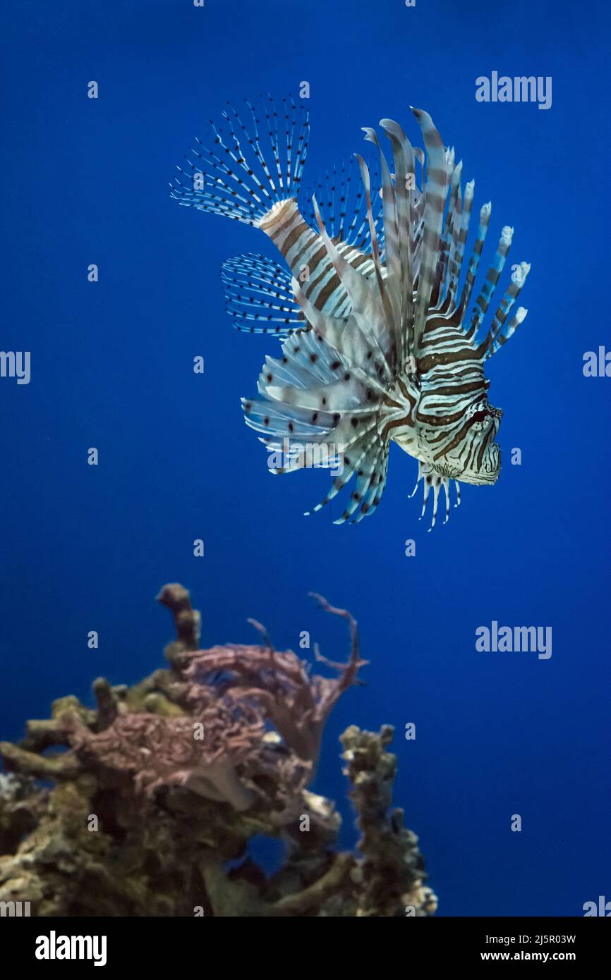 Spiky fish hi-res stock photography and images - Alamy