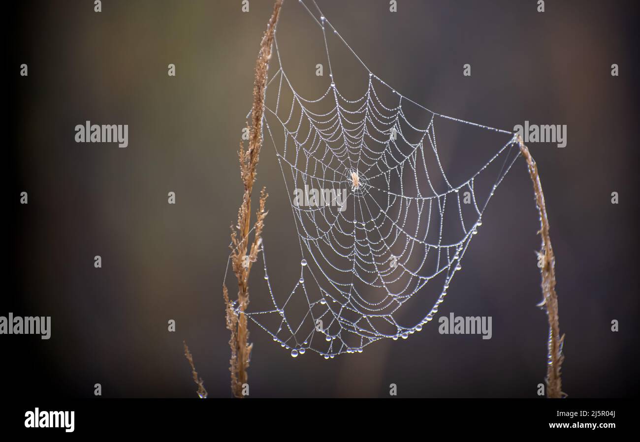 spider in spider web Stock Photo - Alamy