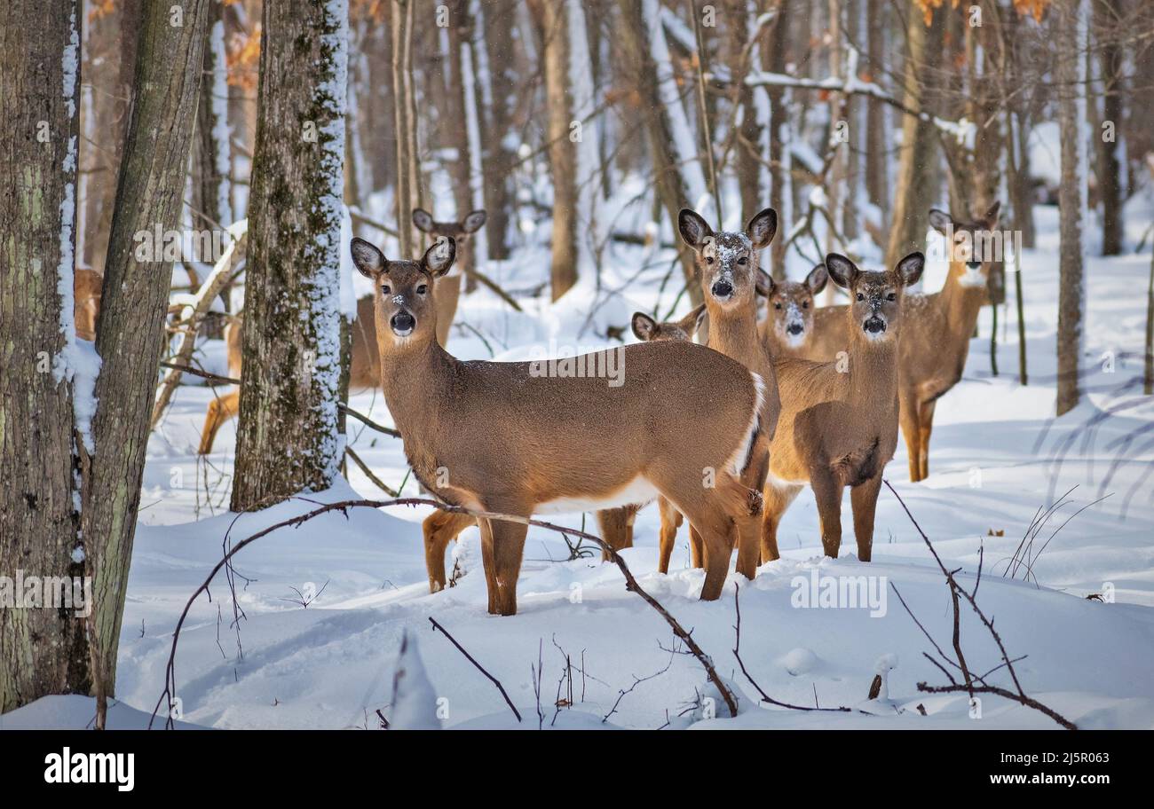 deer in woods during winter Stock Photo - Alamy
