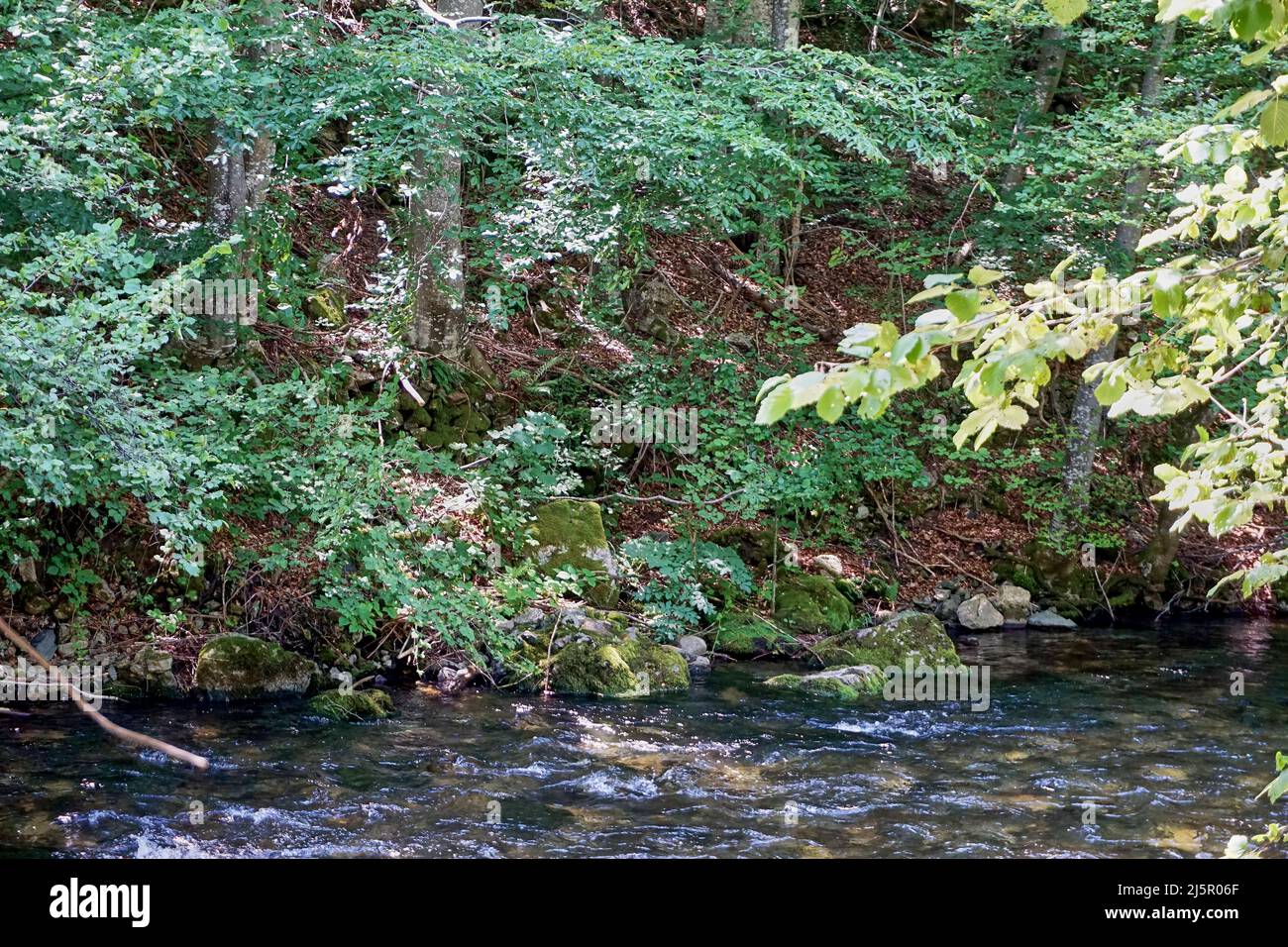 River flowing through the forest Stock Photo - Alamy