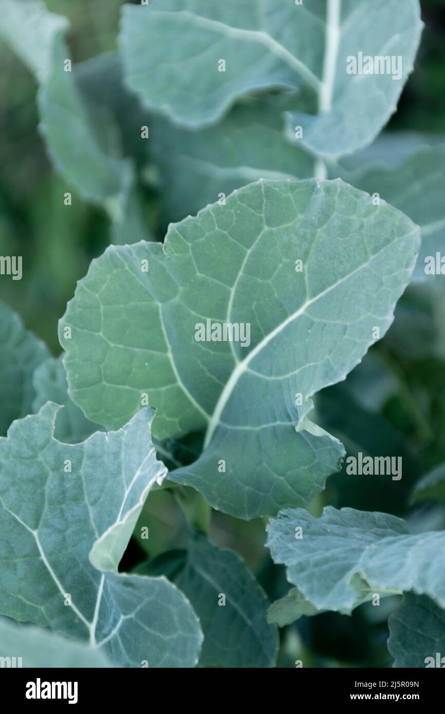 Close up of wild broccoli leaves, agricultural concept Stock Photo - Alamy